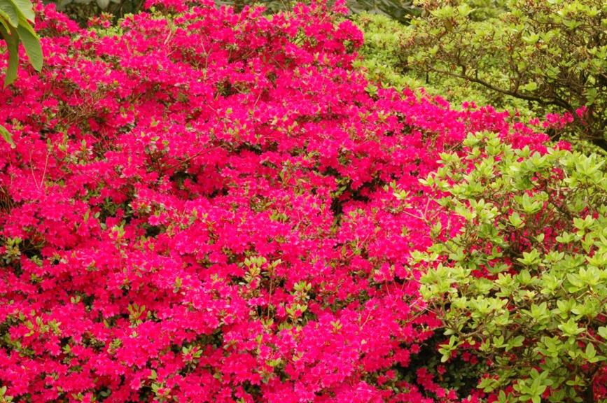 Rhododendron (Japanese Azalea Group) 'Amoenum' | Belmonte Arboretum ...