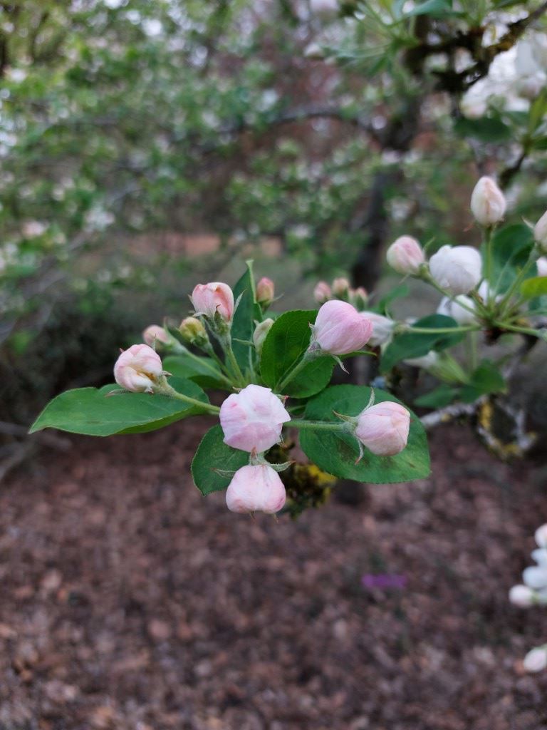 Malus asiatica | Belmonte Arboretum, Wageningen, The Netherlands