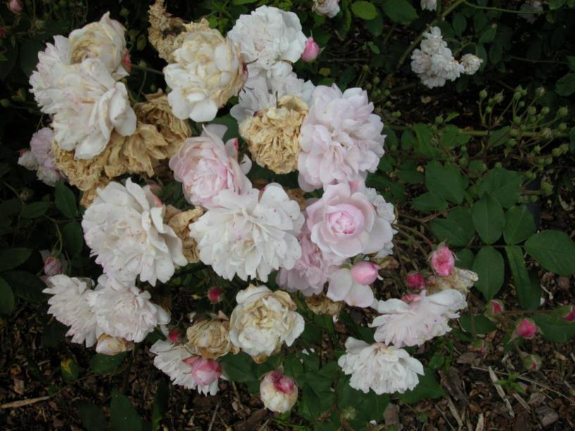 Rosa ×noisettiana Noisette Group - Roos | Belmonte Arboretum ...