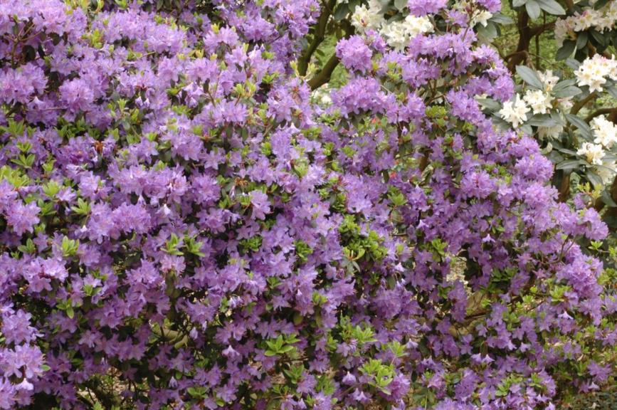 Rhododendron 'Bluebird' (Lapponicum Group) - Rododendron | Belmonte ...