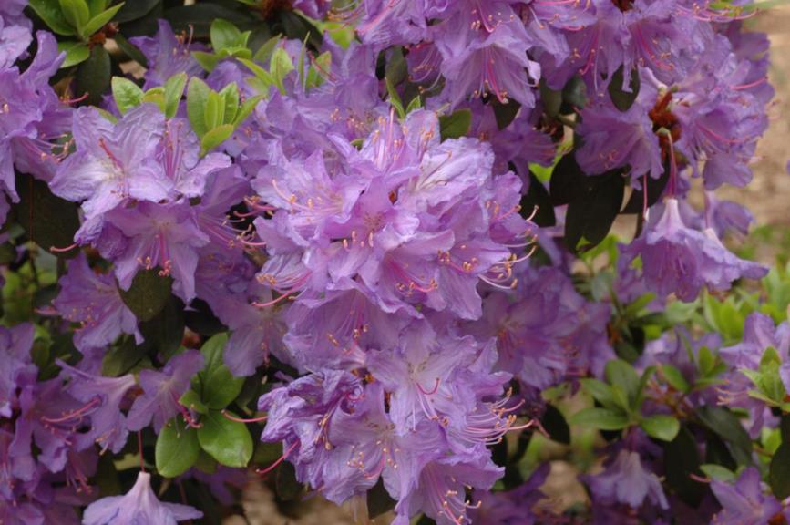 Rhododendron 'Bluebird' (Lapponicum Group) - Rododendron | Belmonte ...
