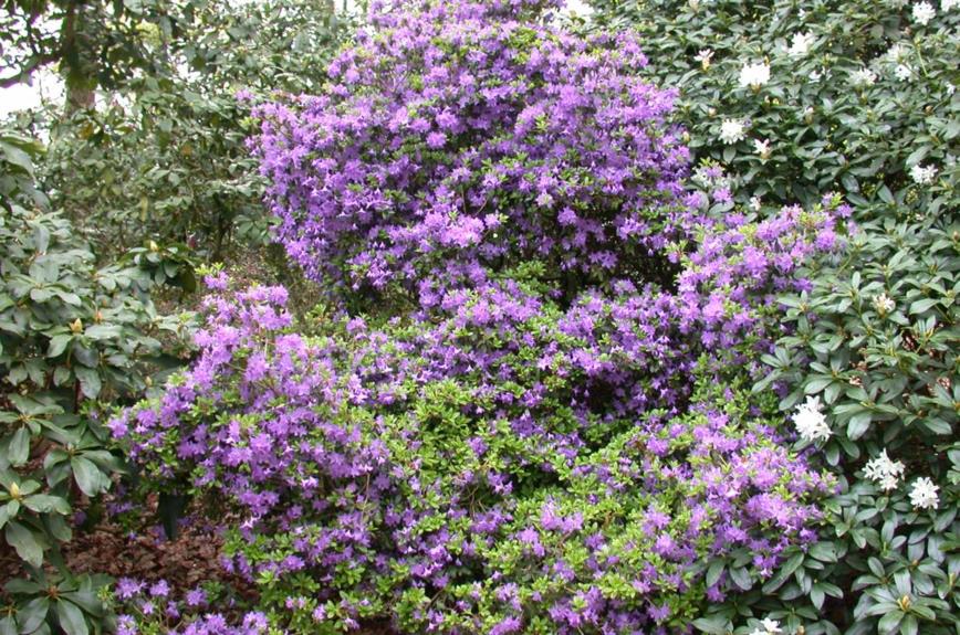 Rhododendron 'Bluebird' (Lapponicum Group) - Rododendron | Belmonte ...