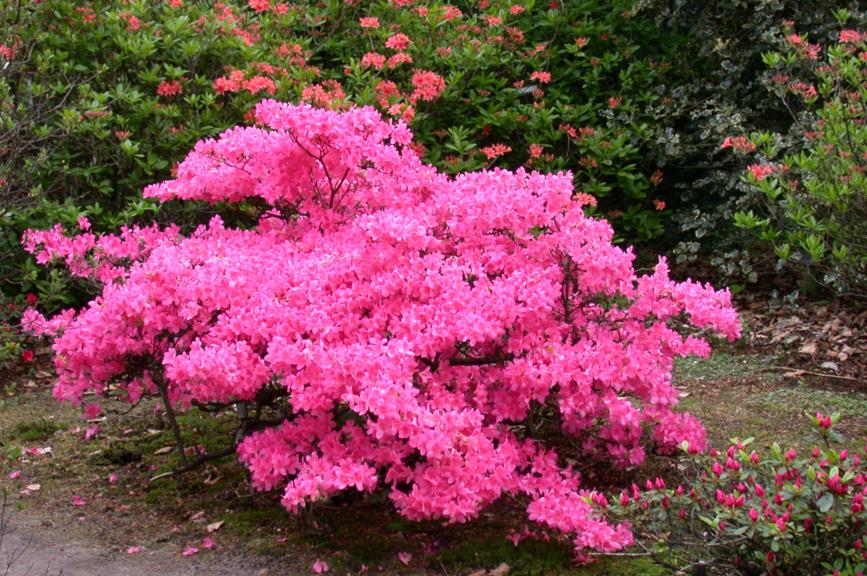 Rhododendron 'Pink Treasure' | Belmonte Arboretum, Wageningen, The ...