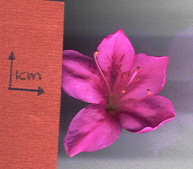 Rhododendron 'Pink Treasure' | Belmonte Arboretum, Wageningen, The ...