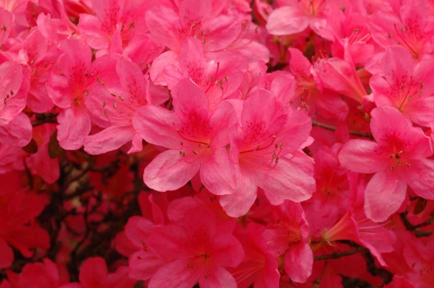 Rhododendron 'Pink Treasure' | Belmonte Arboretum, Wageningen, The ...