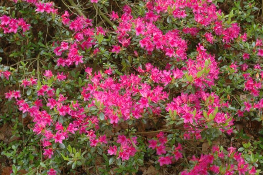 Rhododendron (Japanese Azalea Group) 'Amoenum' | Belmonte Arboretum ...