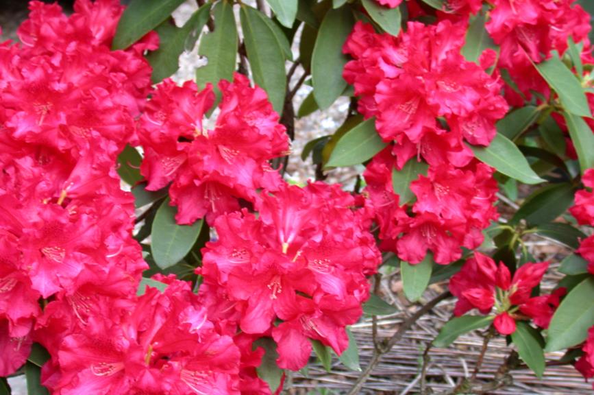 Rhododendron 'The Honourable Jean Marie de Montague' | Belmonte ...