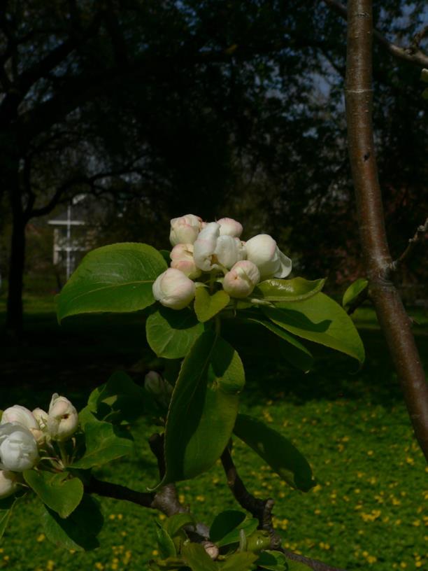 Malus prunifolia 'Fastigiata' - Sierappel | Belmonte Arboretum ...