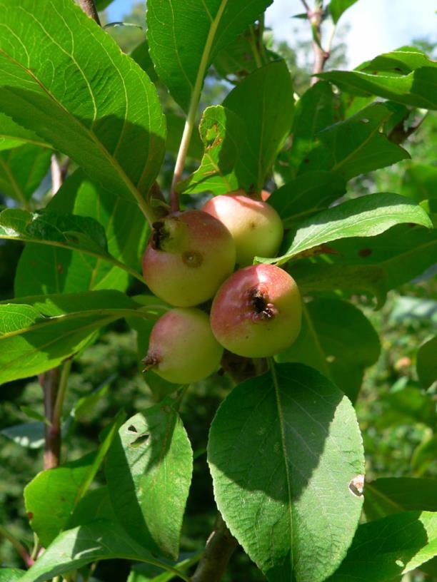 Malus prunifolia 'Fastigiata' - Sierappel | Belmonte Arboretum ...