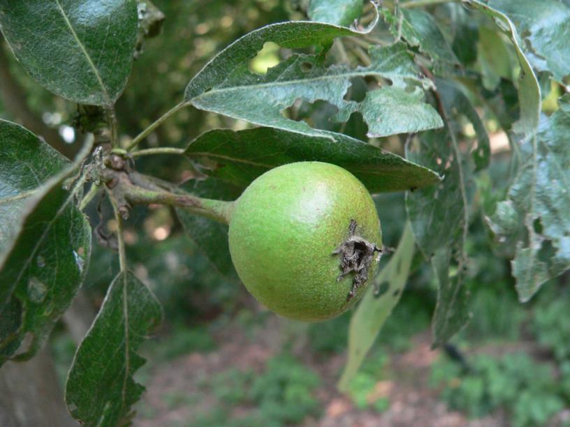 Pyrus austriaca - Peer | Belmonte Arboretum