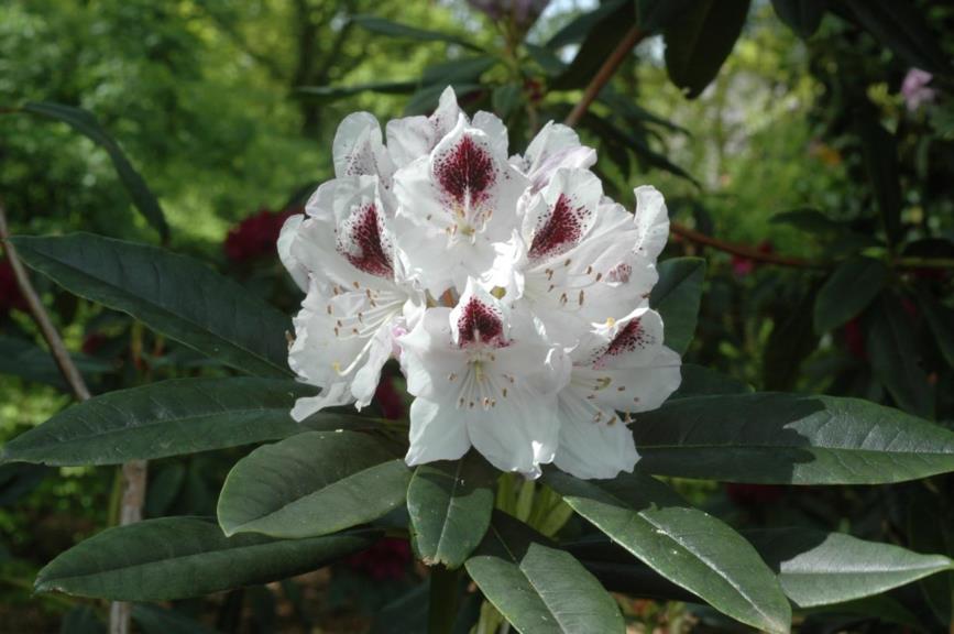 Rhododendron (Ponticum Group) 'Sappho' - Rododendron | Belmonte Arboretum