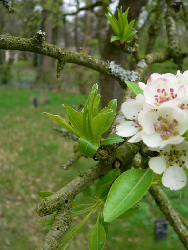 Pyrus syriaca - Syrian pear | Belmonte Arboretum