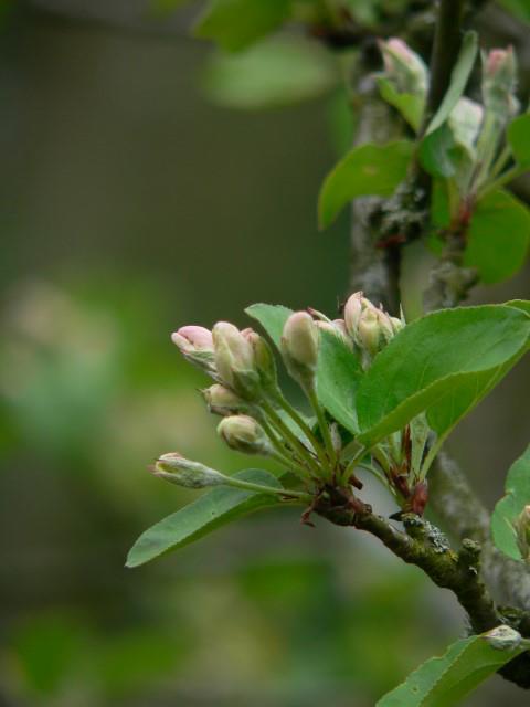 Malus asiatica | Belmonte Arboretum
