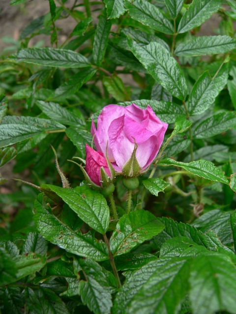 Rosa ×rugotida (Rugosa Group) 'Darthuis I' - Roos | Belmonte Arboretum