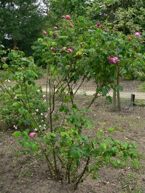 Rosa 'Paul Ricault' (Hybrid Perpetual Group) - Roos | Belmonte Arboretum