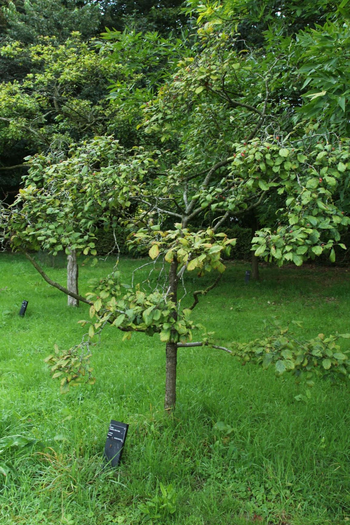 Crataegus calpodendron - Meidoorn, Pear hawthorn | Belmonte Arboretum